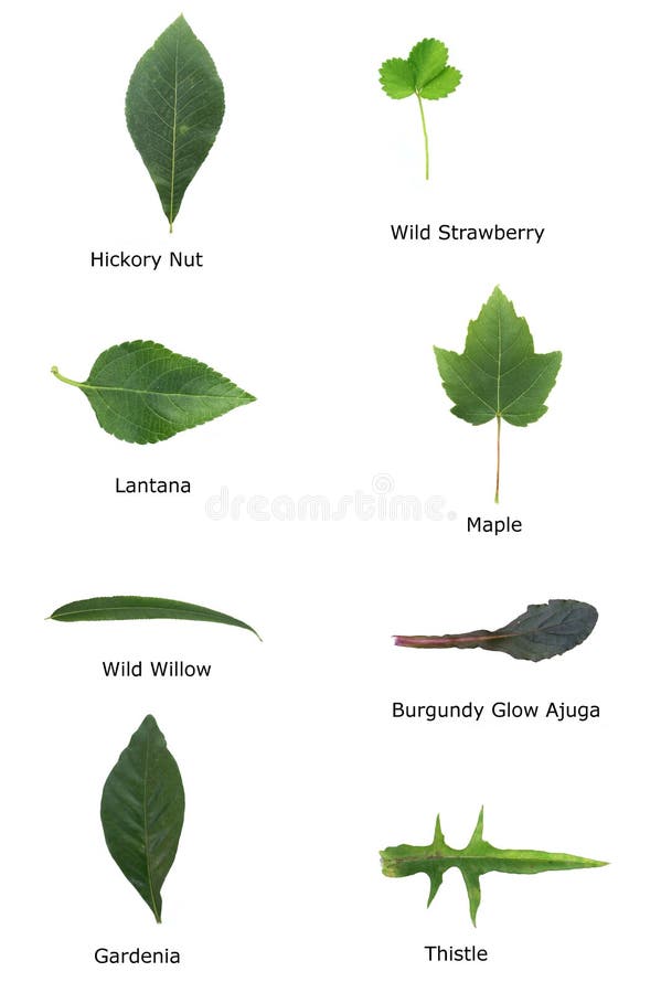 Various Leaves 2 stock image. Image of gardenia, separated - 2756615