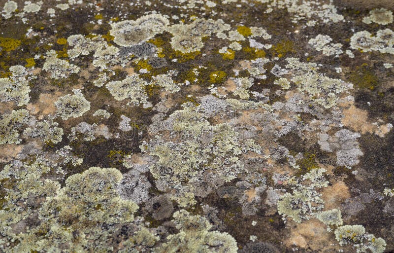 Various lichen stock image. Image of crustose, species - 257597899