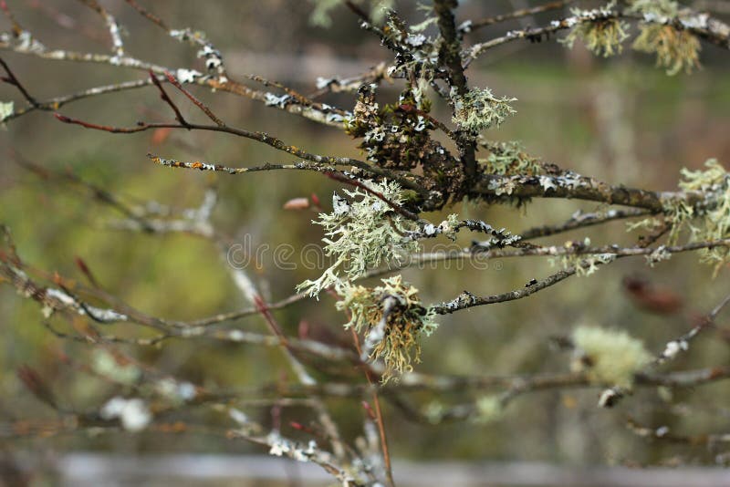 Lichens on Branches in the Woods Stock Image - Image of white, green ...