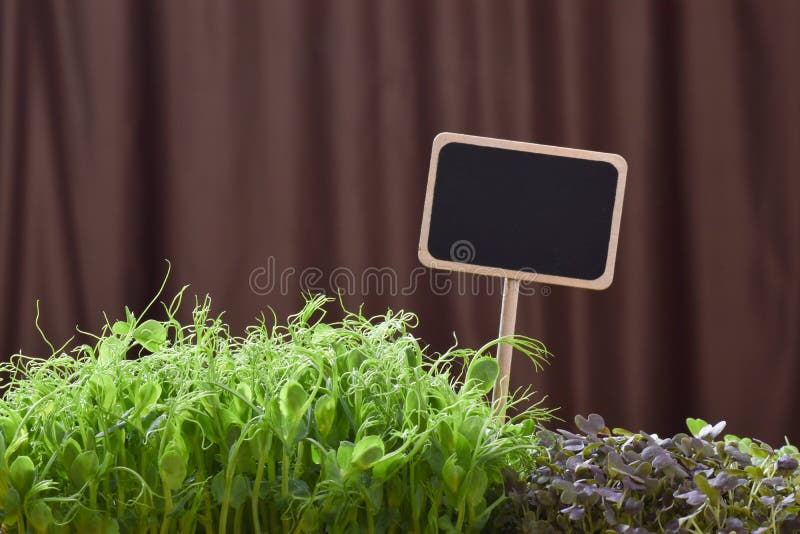 Various Micro-green with a Sign with a Place for the Text Inscription ...