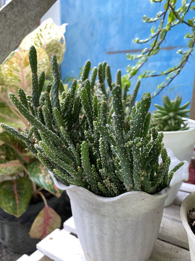 Various of mini cactus stock image. Image of houseplant - 242582815