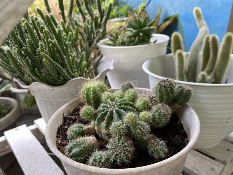 Various of mini cactus stock image. Image of cacti, planting - 242583157
