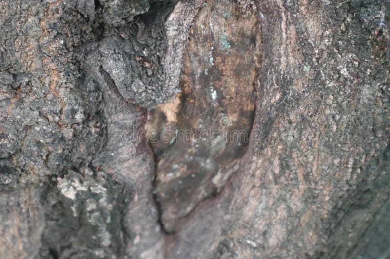 Various Models of Beautiful Cut Tree Bark on the Side of the Road ...