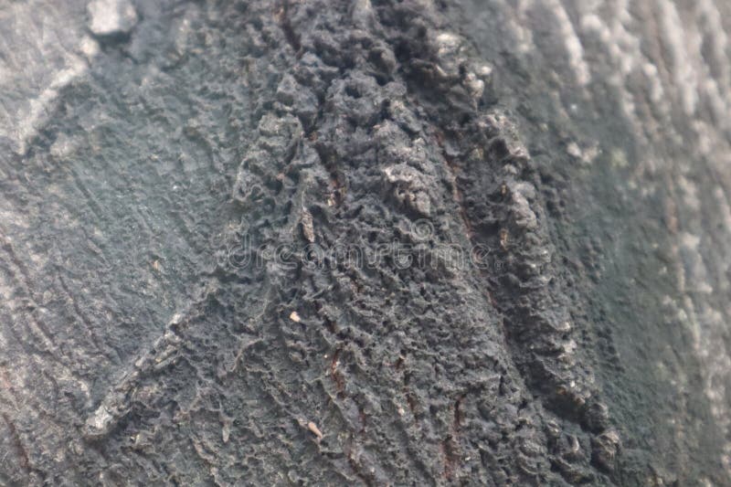 Various Models of Beautiful Cut Tree Bark on the Side of the Road ...