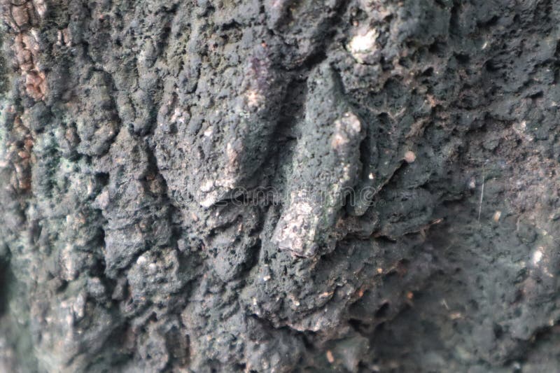 Various Models of Beautiful Cut Tree Bark on the Side of the Road ...