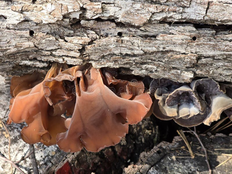 Mushrooms Growing on the Bottom of the Log Stock Photo - Image of ...