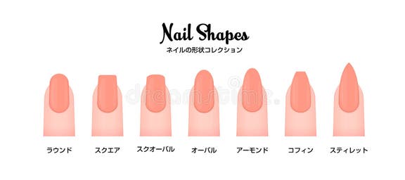 Various Nail Shapes Vector Illustration Set Stock Vector - Illustration ...