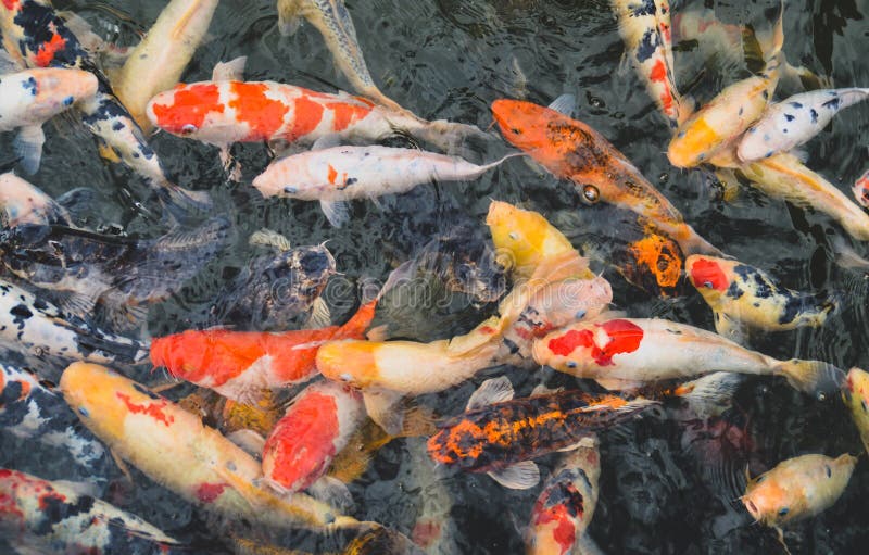 Patterns of a Koi stock image. Image of attractive, kingdom - 115112663