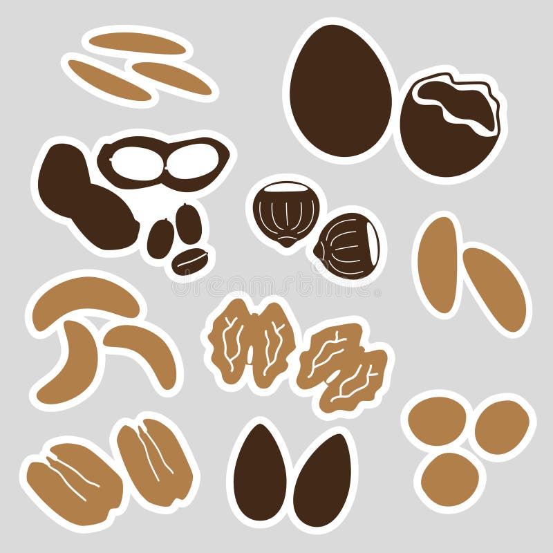 Set of various nuts stock vector. Illustration of groundnut - 20749518