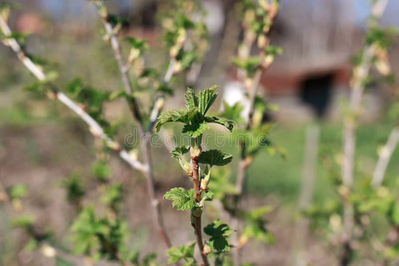 New Life in Spring Brunch of Tree Stock Image - Image of forest, brunch ...