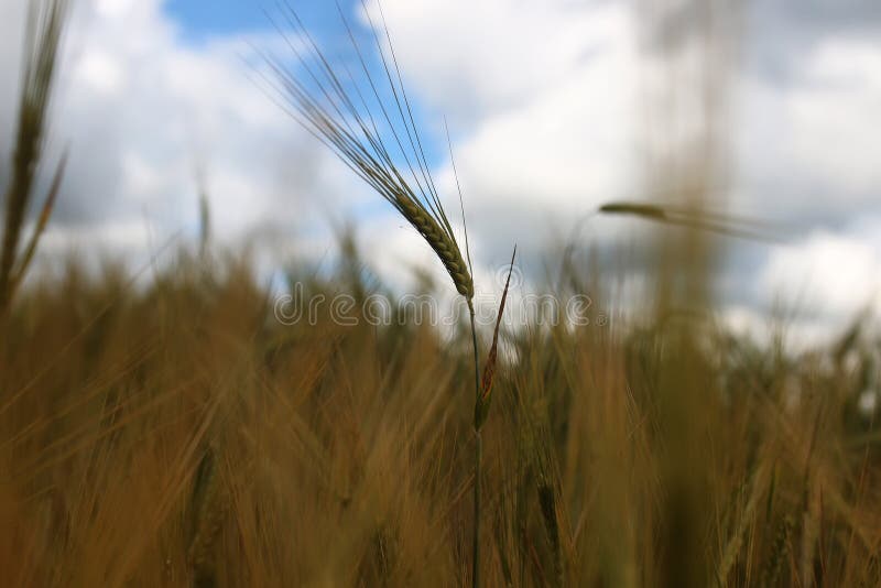 Cereal rye field stock image. Image of cereal, food - 101471729
