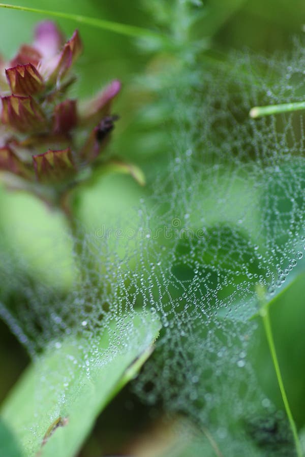 Cobweb dew drop of water stock photo. Image of danger - 100459762