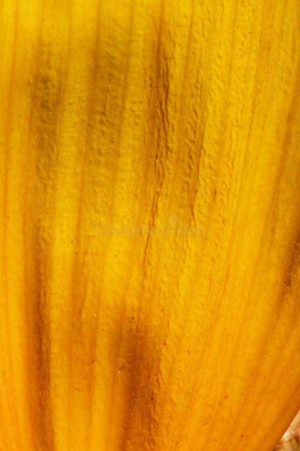 Texture of petal yellow stock photo. Image of beautiful - 100853122