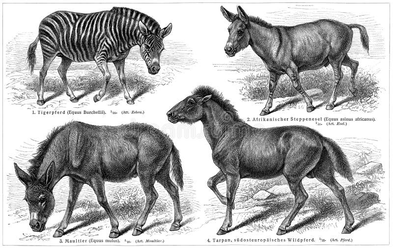 Toed Animals Stock Illustrations – 218 Toed Animals Stock Illustrations ...