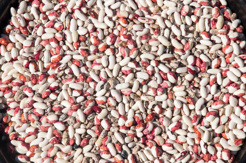 Various Options Beans (red, White, Striped) In The Black Plate Stock ...