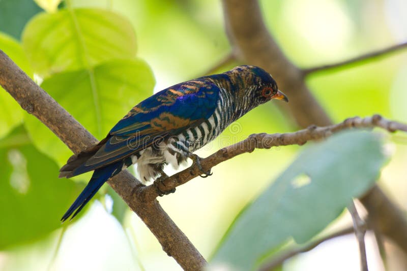 Cuckoo Birds Perching and Feeding Stock Photo - Image of feather ...