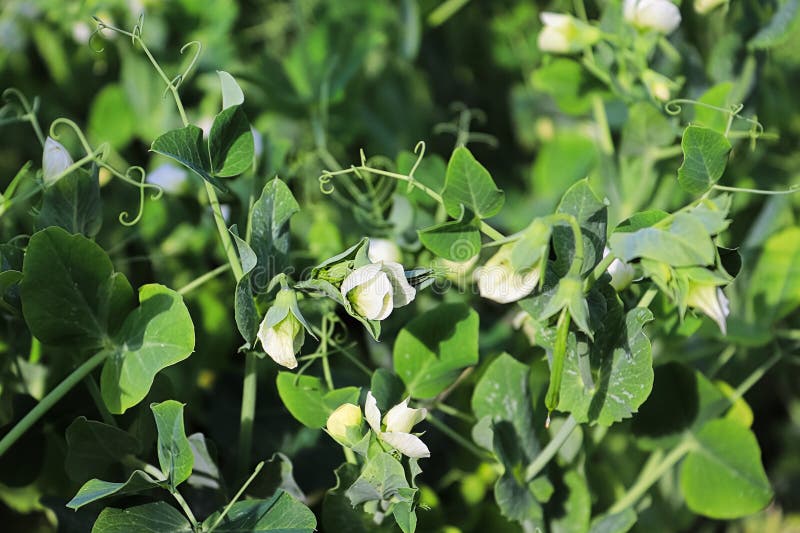 Various Pea Flowers Growing in the Spring Garden Stock Image - Image of ...
