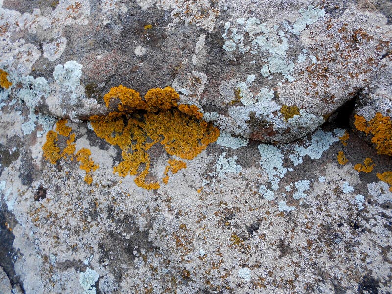 Abstract natural texture stock image. Image of yellow - 164119911