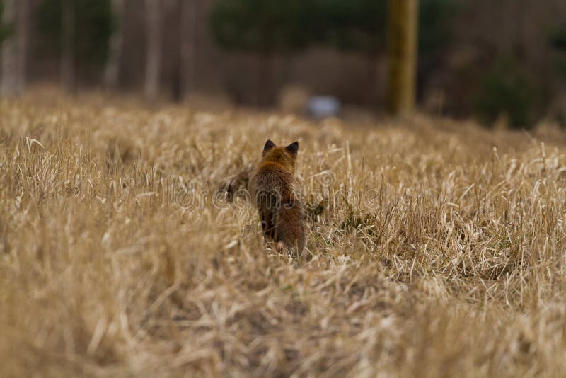 Fox from behind stock photo. Image of vulpes, white - 120523216