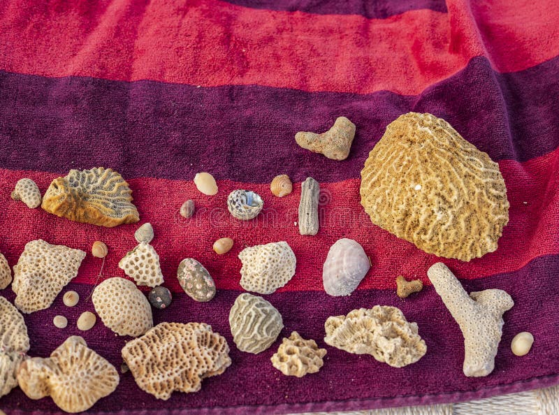 Various Pieces of Coral, Shells and Snails Collected from the Beach ...