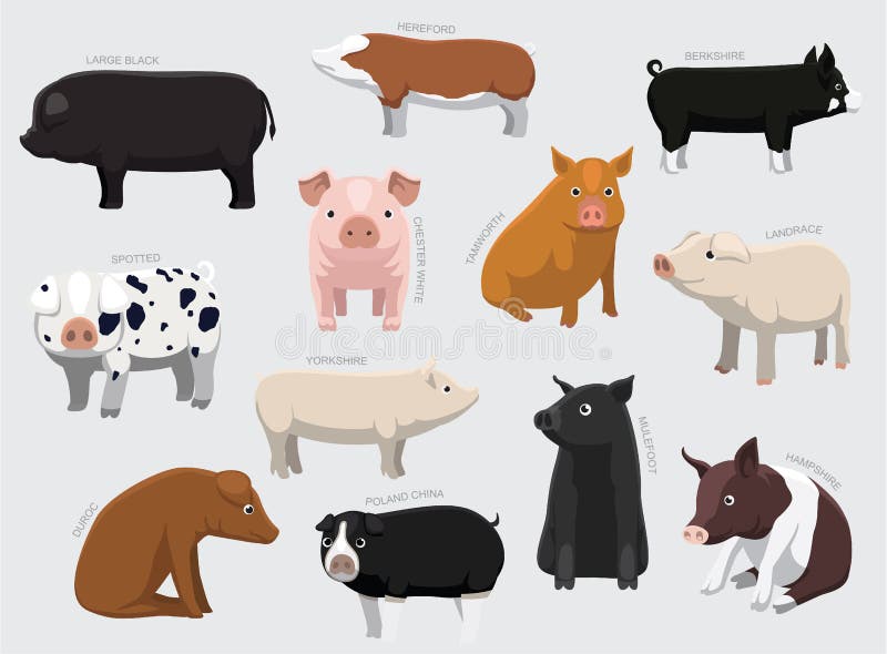 Various Pig Breeds with Names Set Various Kind Identify Cartoon Vector ... Various Pig Breeds with Names Set Various Kind Identify Cartoon Vector ...