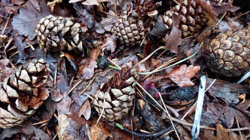 Pine Cones Nature Background Stock Image - Image of nature, gold: 153042261