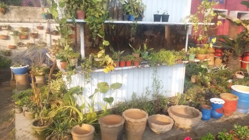 Various Plants Nursery Set Up View Stock Photo - Image of container ... Various Plants Nursery Set Up View Stock Photo - Image of container ...