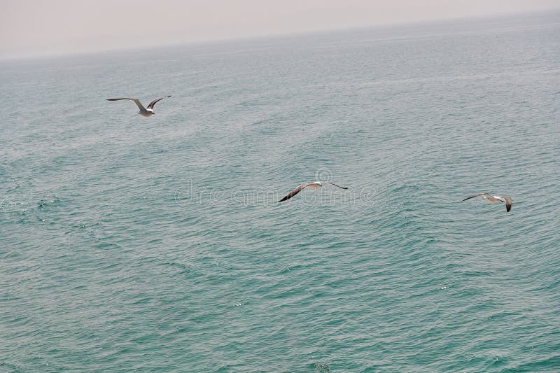 Various Postures of Seagulls Fly Freely in the Blue Sky Stock Photo ...