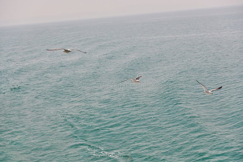 Various Postures of Seagulls Fly Freely in the Blue Sky Stock Photo ...