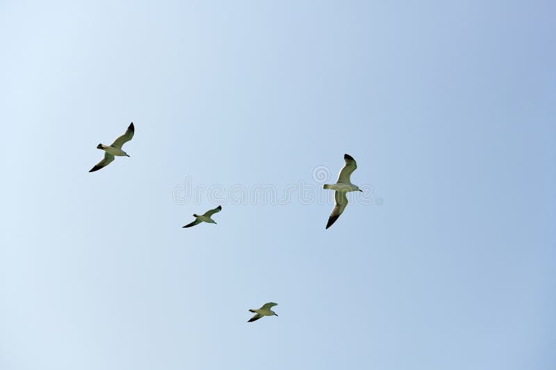 Various Postures of Seagulls Fly Freely in the Blue Sky Stock Photo ...