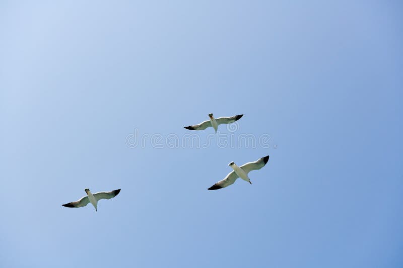 Various Postures of Seagulls Fly Freely in the Blue Sky Stock Image ...