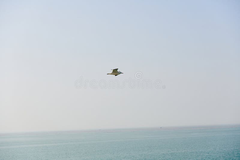 Various Postures of Seagulls Fly Freely in the Blue Sky Stock Photo ...