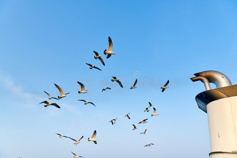 Various Postures of Seagulls Fly Freely in the Blue Sky Stock Image ...