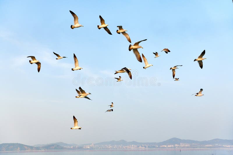 Various Postures of Seagulls Fly Freely in the Blue Sky Stock Image ...