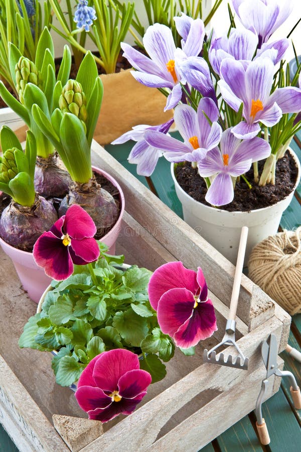 Hyacinth bulbs flowering stock image. Image of watering - 29270025