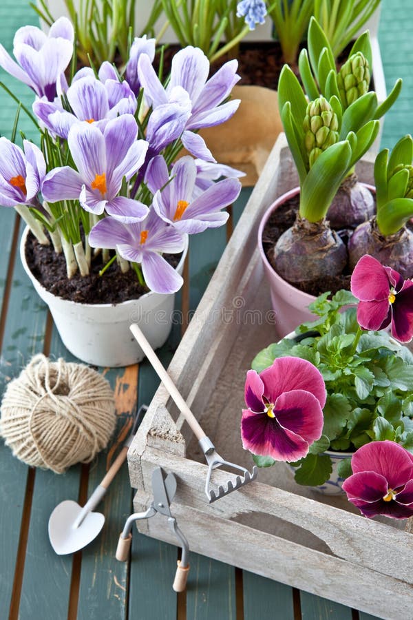 Potted Spring Flowers Stock Images - Download 9,738 Royalty Free Photos