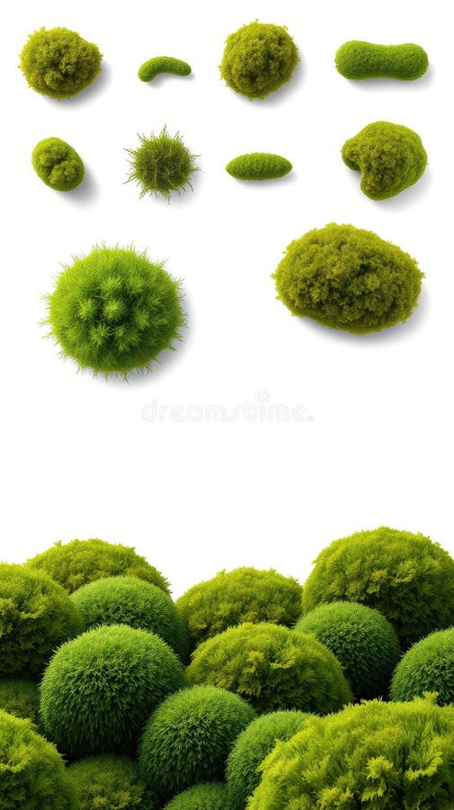 Various Preserved Moss Specimens Arranged Against a White Background ...