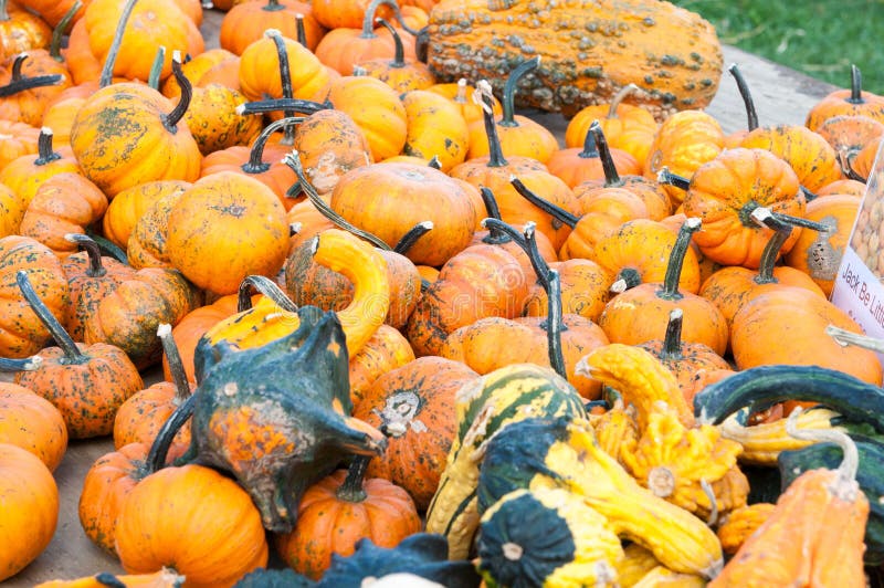 Various Pumpkins and Other Gourds on Table during Fall Stock Image ...