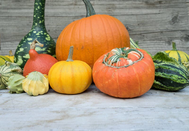 Various Pumpkins Stand on a Table Stock Photo - Image of harvest, green ...