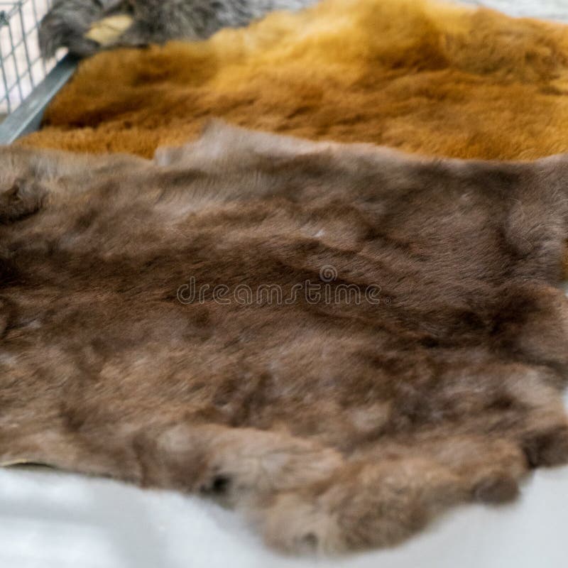 Rabbit Skins. the Skin of a Rabbit Stock Image - Image of close, black ...