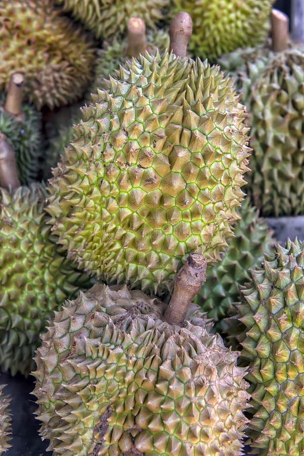 185 Durian Collection Stock Photos - Free & Royalty-Free Stock Photos ...