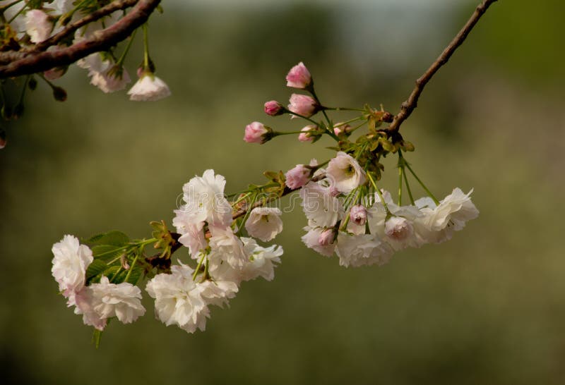Romantic Sakura stock image. Image of colour, china, japan - 30106757