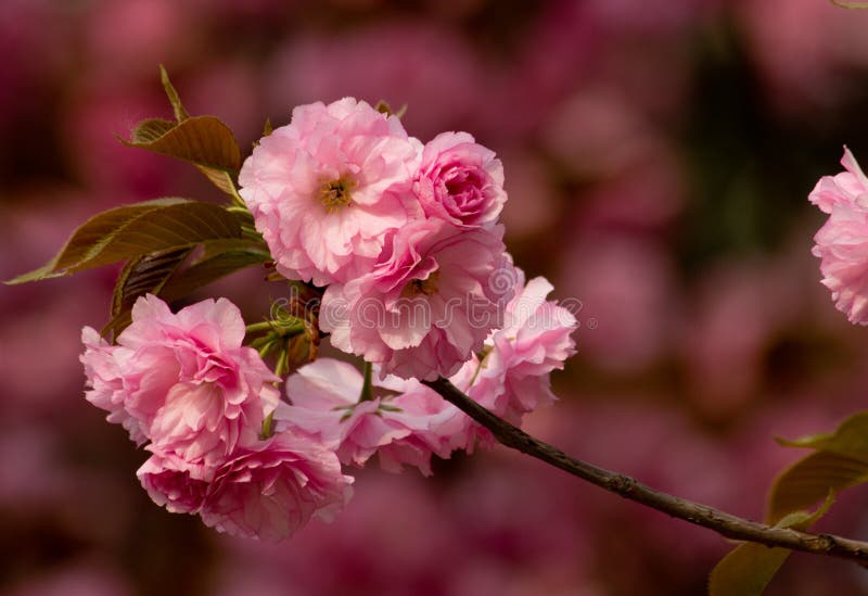 Romantic Sakura stock photo. Image of white, full, bloom - 30106542