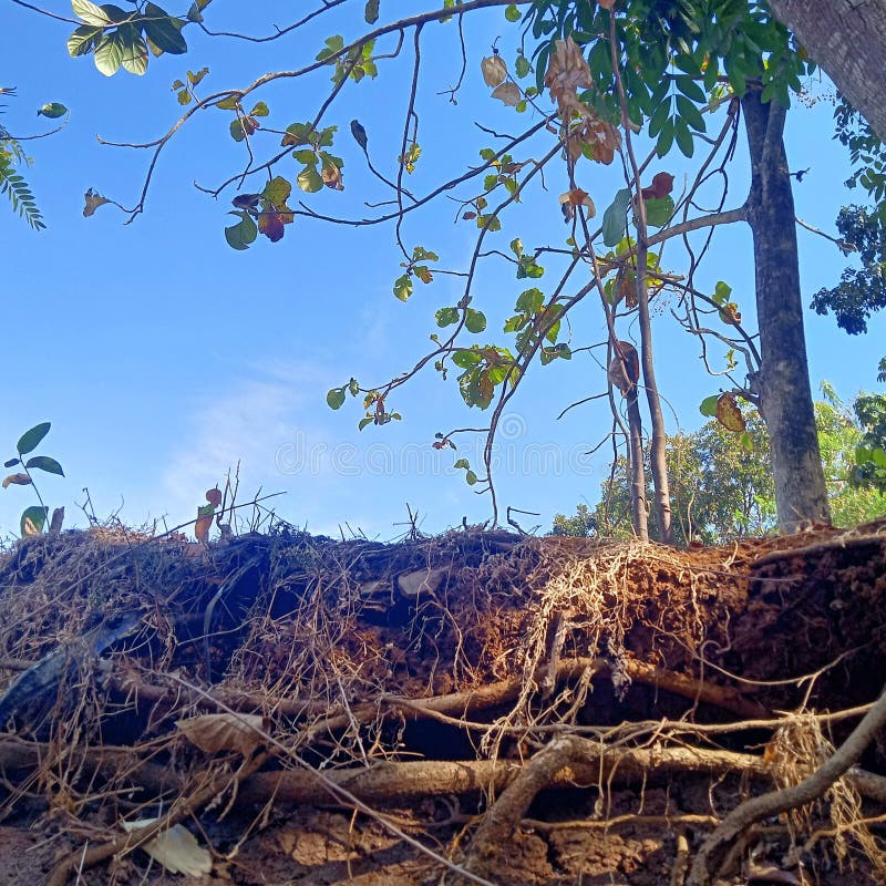 Various Roots that Grow in the Soil Stock Image - Image of soil, roots ...