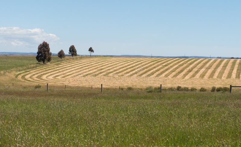 Various Rows of Crops in Outdoor Field Stock Photo - Image of ...