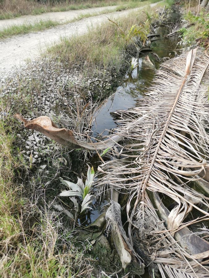 Various Scene of the Reflective Surface Puddle or Rural Drain at the ...