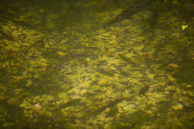 Various Schools of Fish stock image. Image of state - 121309295