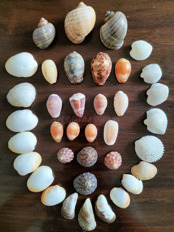 Various Sea Shell , Mussel and Stock Image - Image of shell, mussel ...