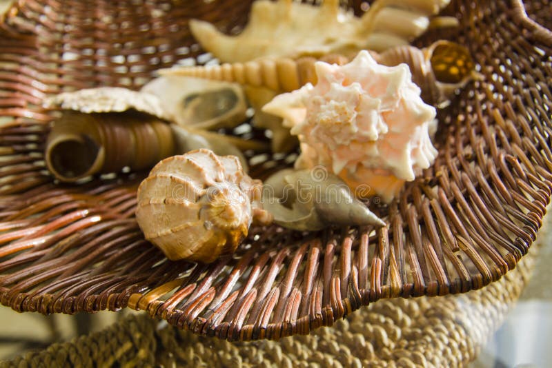 Various Sea Shells in Basket Stock Image - Image of necklace, straw ...