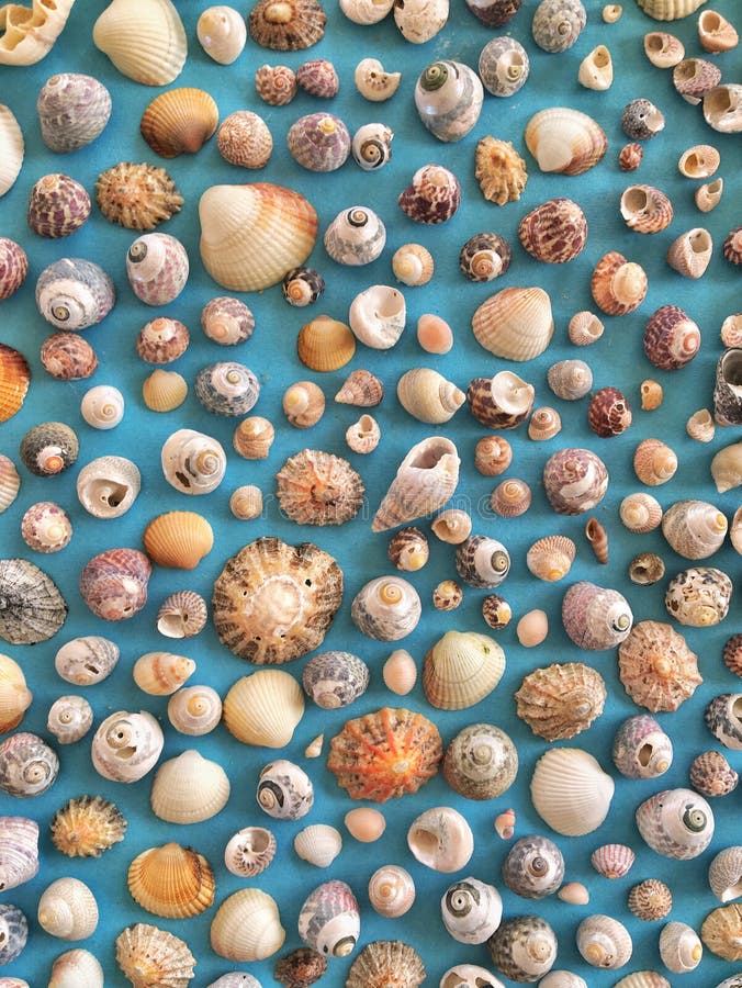 Various Sea Shells On Blue Background Stock Photo - Image of souvenir ...